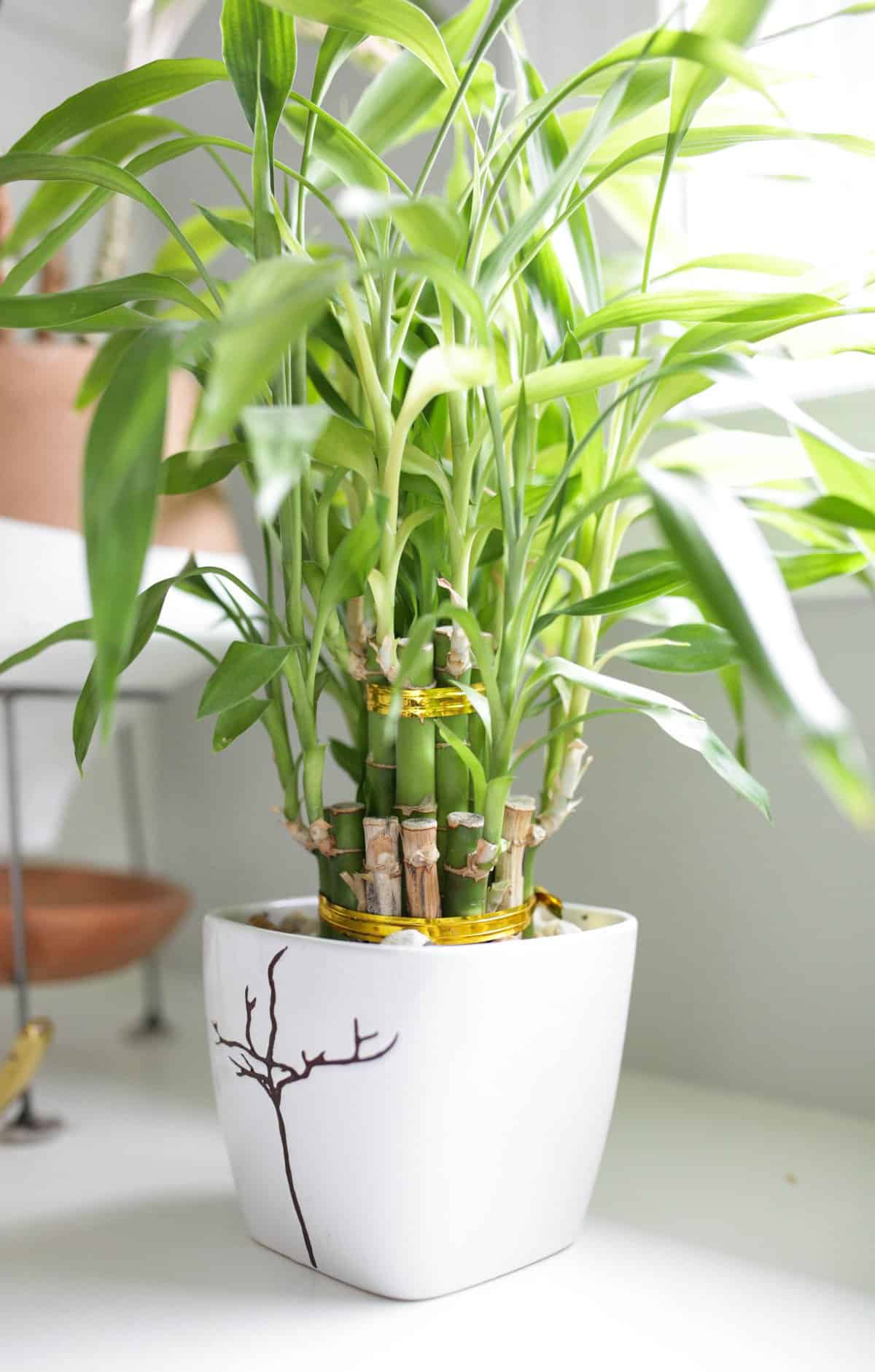 Lucky Bamboo Plant Care Growing Tips Paisley Plants Lucky Bamboo Plant Care Growing Tips Paisley Plants