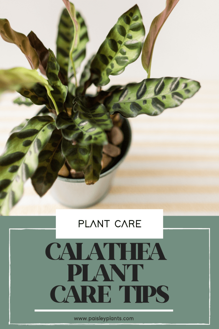 How to Care for a Calathea Plant - Paisley Plants