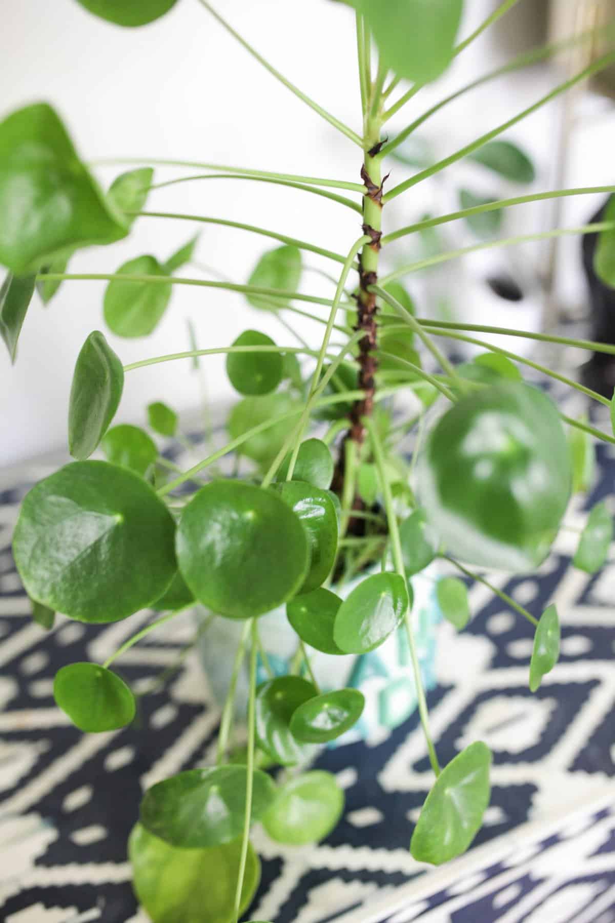 Pilea Plant Care Tips | Pilea Peperomioides - Paisley Plants