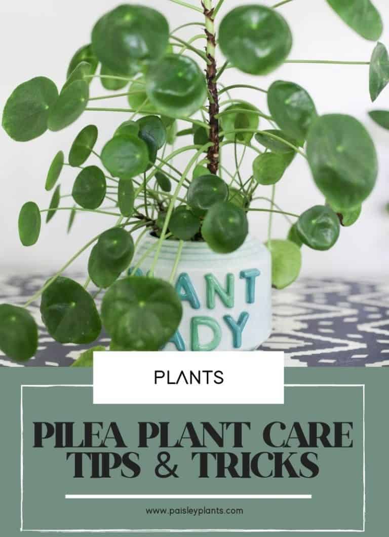 Pilea Peperomioides Plant Care Tips | Chinese Money - Paisley Plants