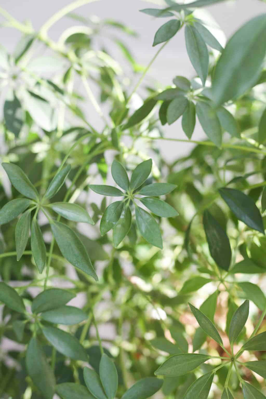 Schefflera Plant Care - Paisley Plants