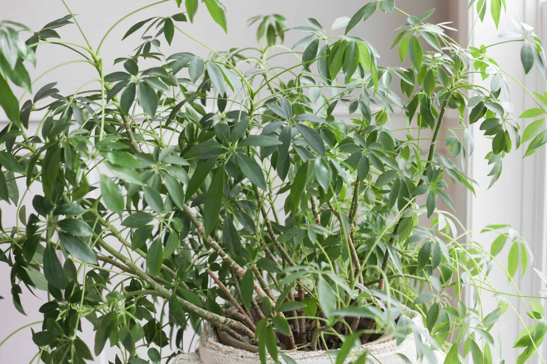 Schefflera Plant Care - Paisley Plants
