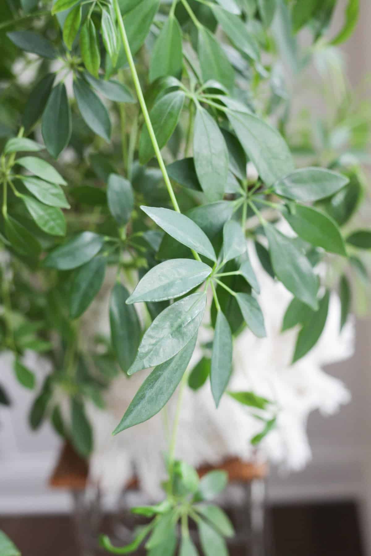 Schefflera Plant Care - Paisley Plants