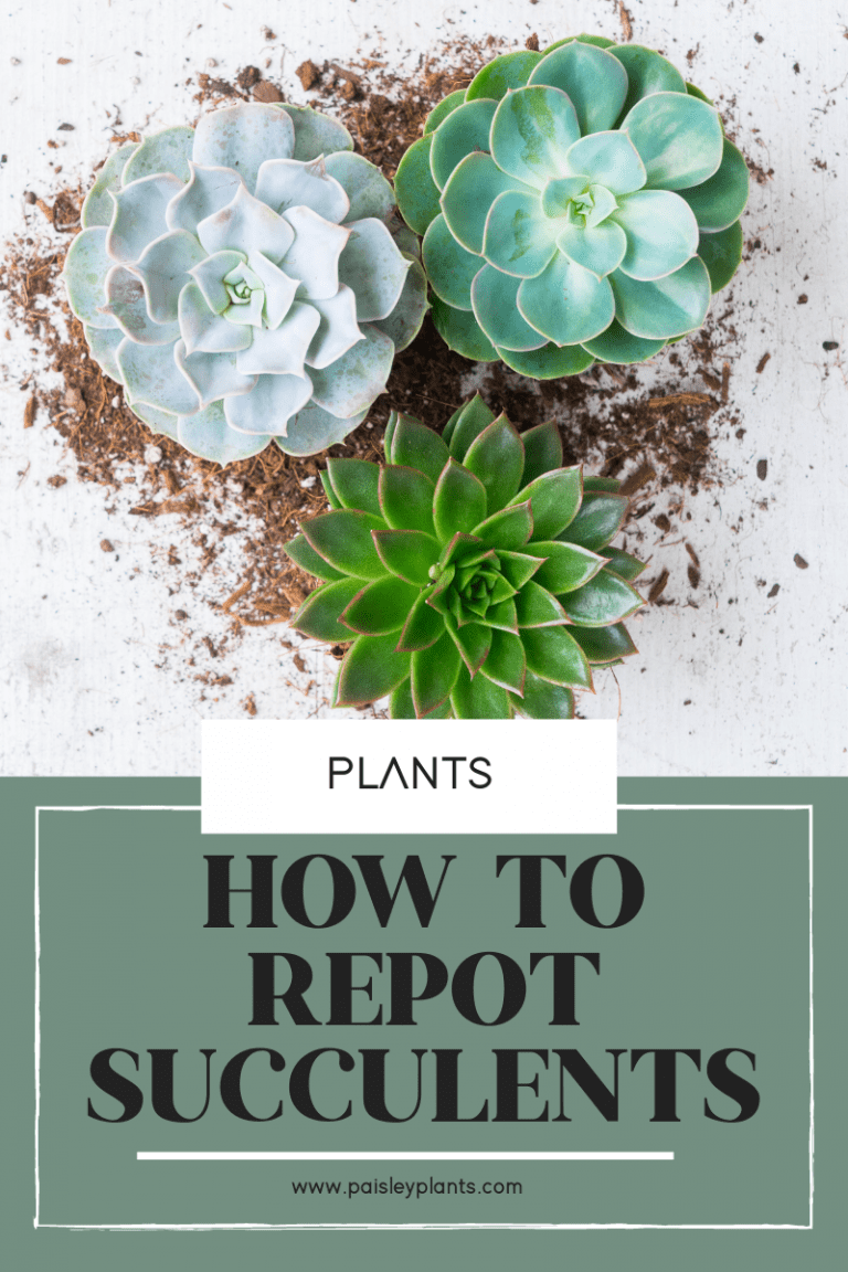 How to Repot Succulents the Right Way - Paisley Plants