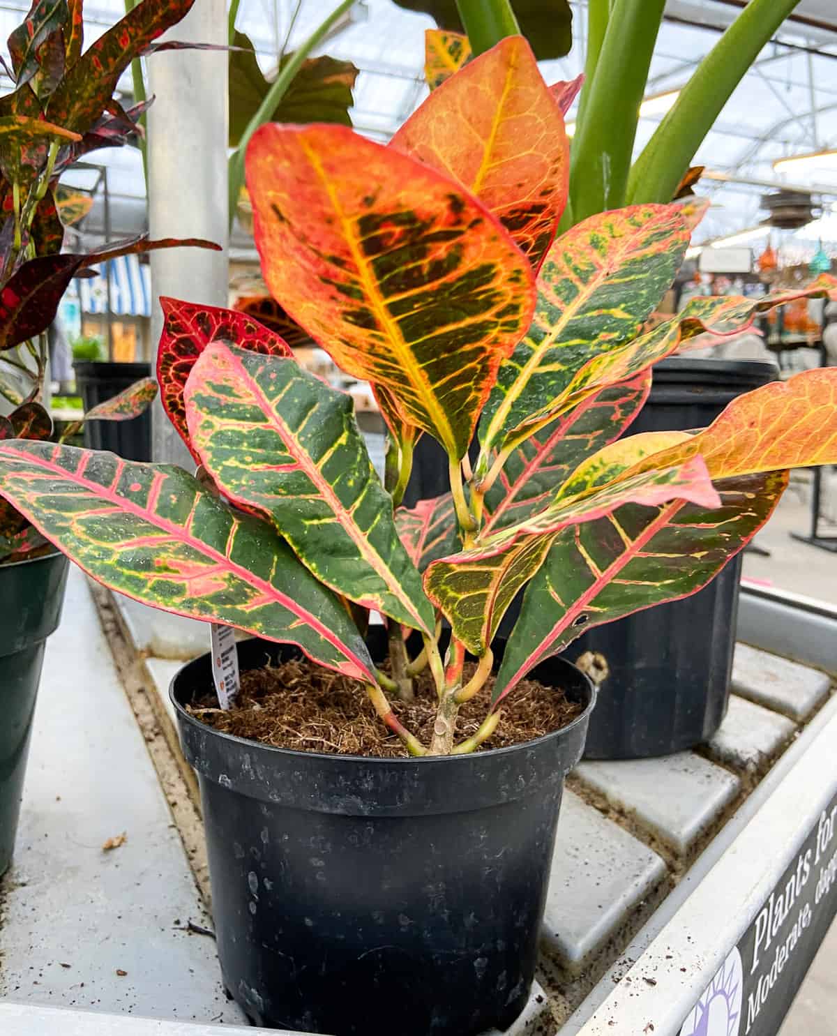 Croton Plant Care Guide: Everything You Need to Know - Paisley Plants