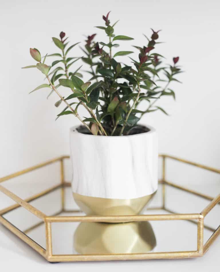 Goldfish Plant Care | Columnea gloriosa - Paisley Plants