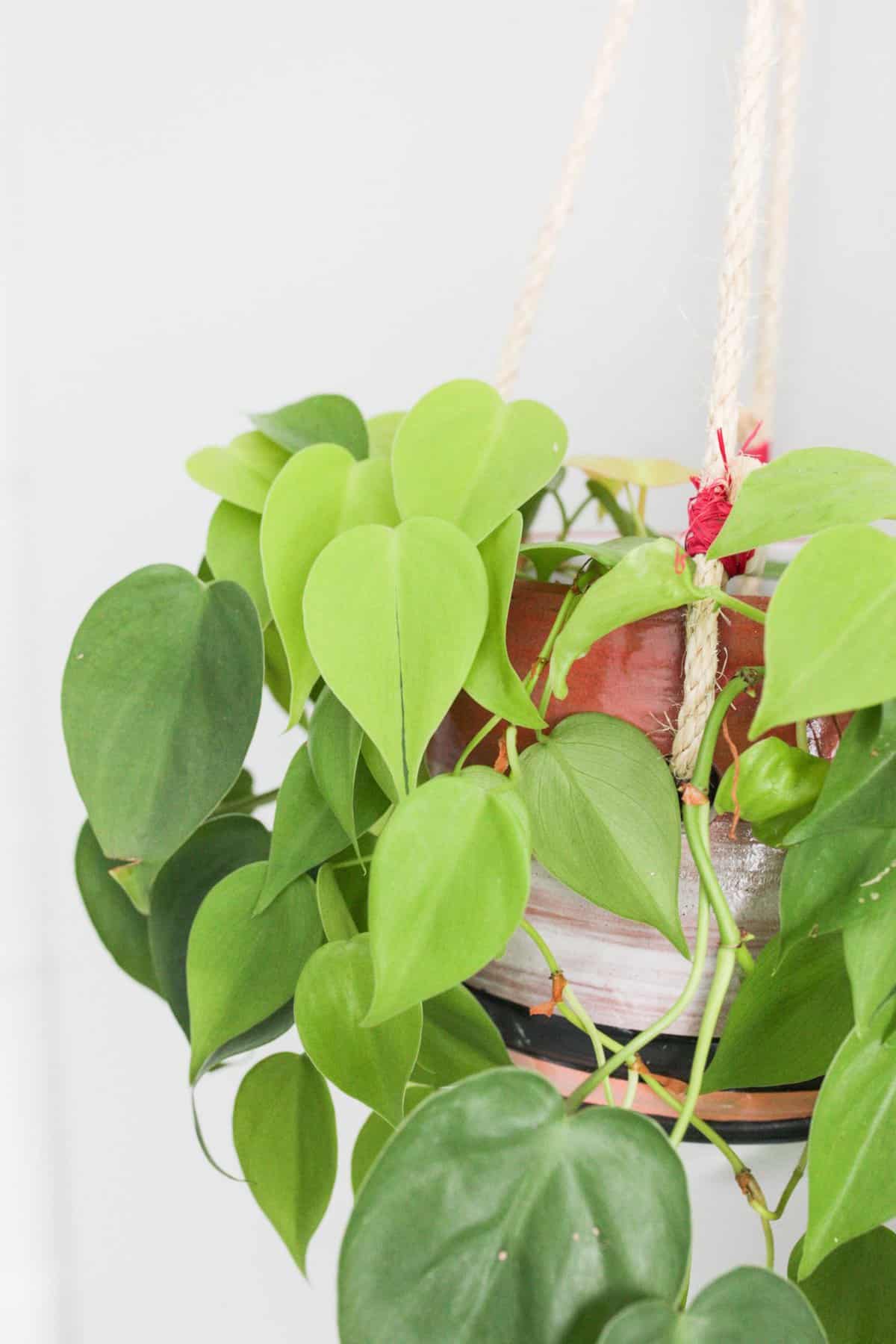 11 Unique Types of Pothos Plants That Are Easy to Grow - Paisley Plants