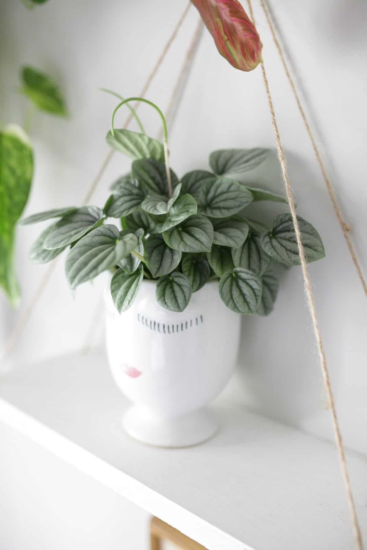 Peperomia Plant Care | What to Know - Paisley Plants