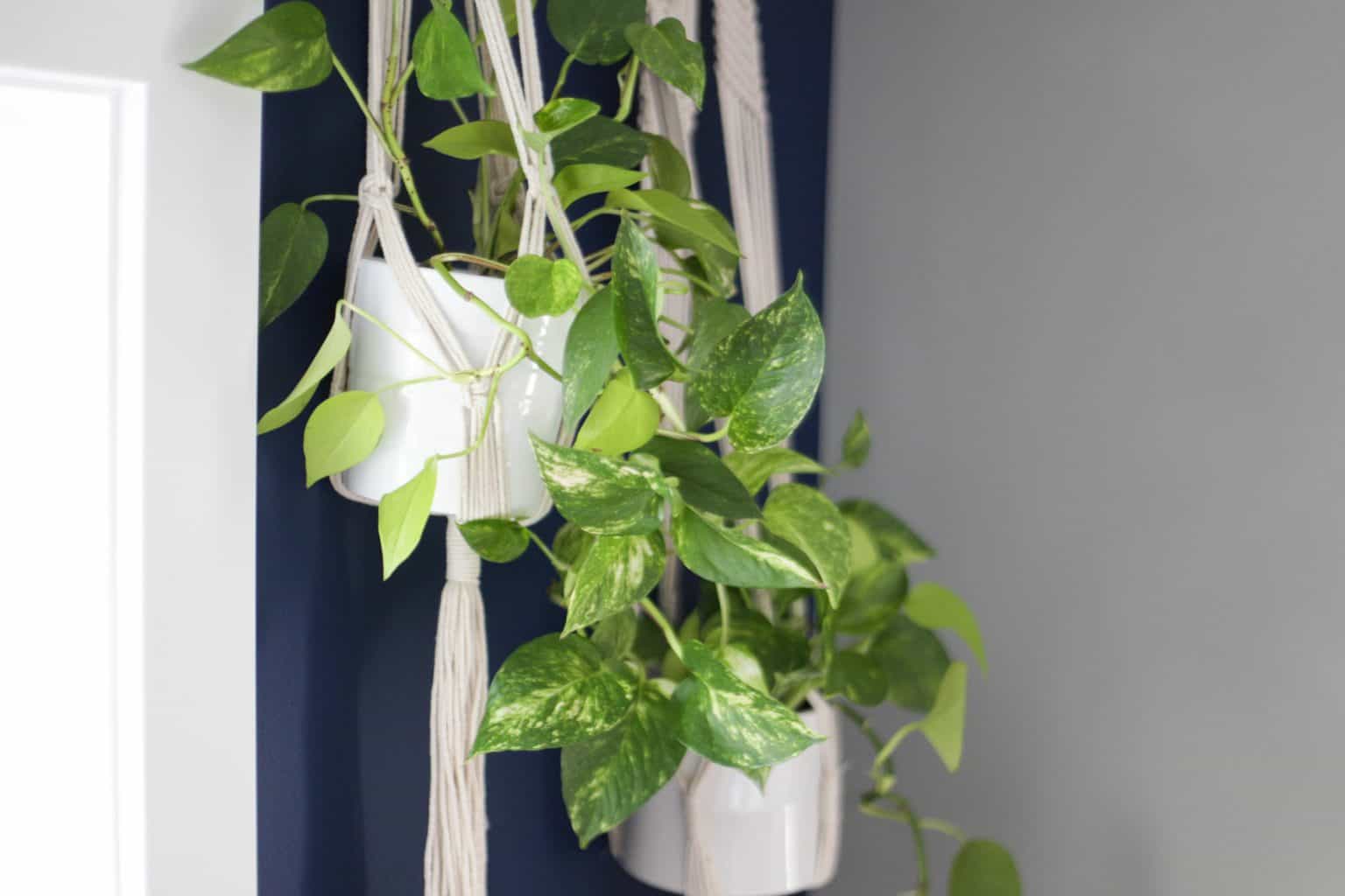 11 Unique Types of Pothos Plants That Are Easy to Grow - Paisley Plants