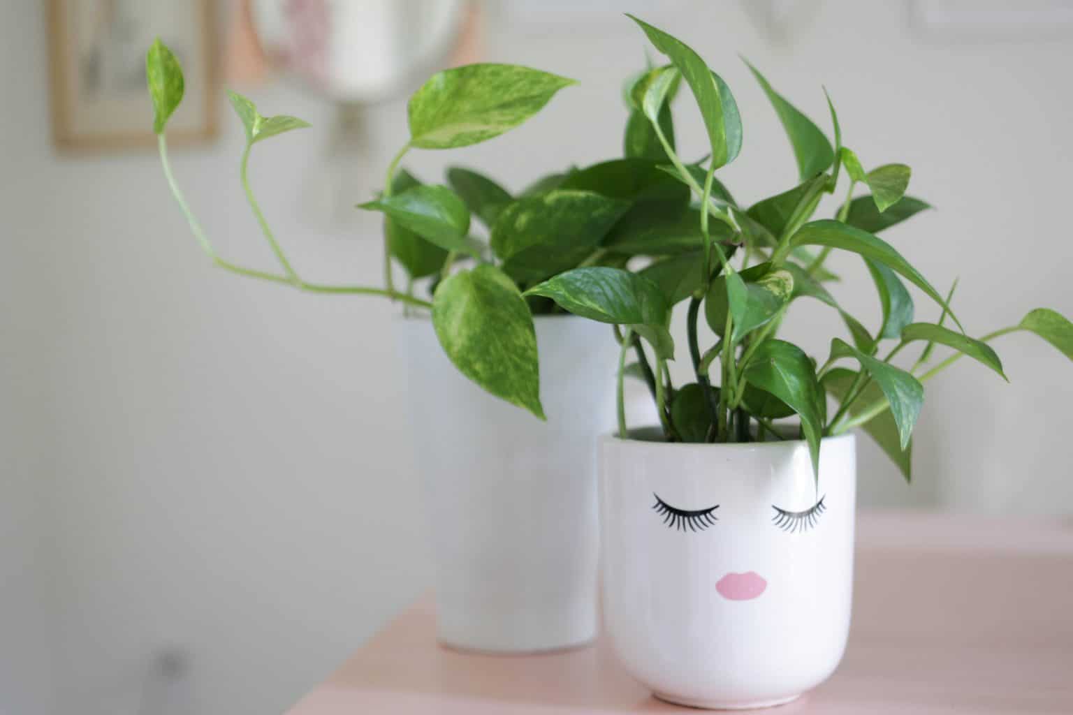 11 Unique Types of Pothos Plants That Are Easy to Grow - Paisley Plants
