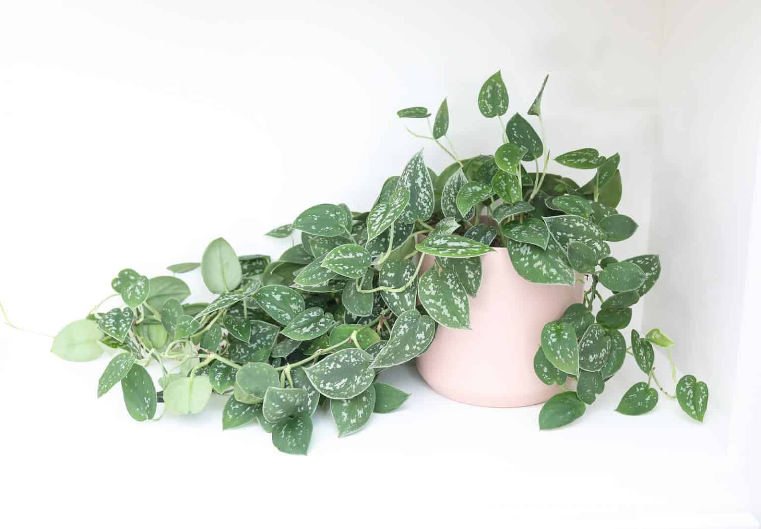 11 Unique Types of Pothos Plants That Are Easy to Grow - Paisley Plants