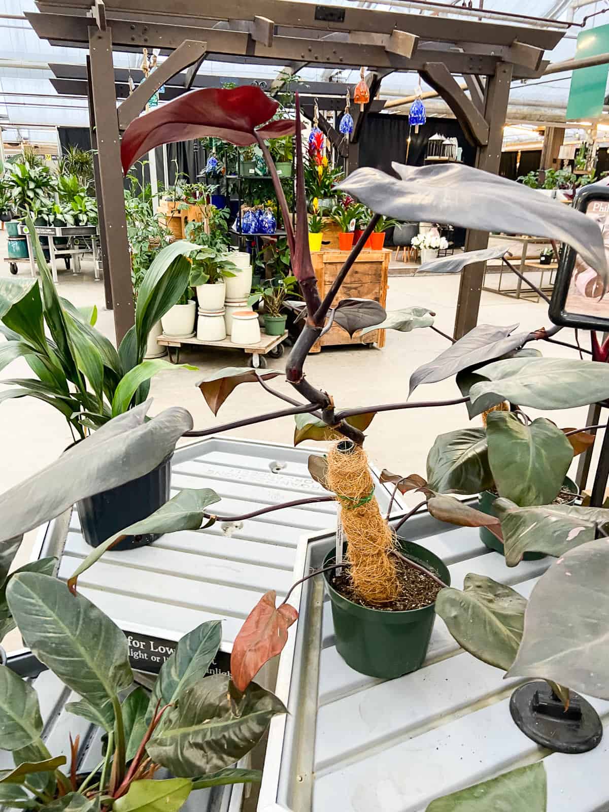 18 Types of Philodendron Plants (With Pictures!) - Paisley Plants