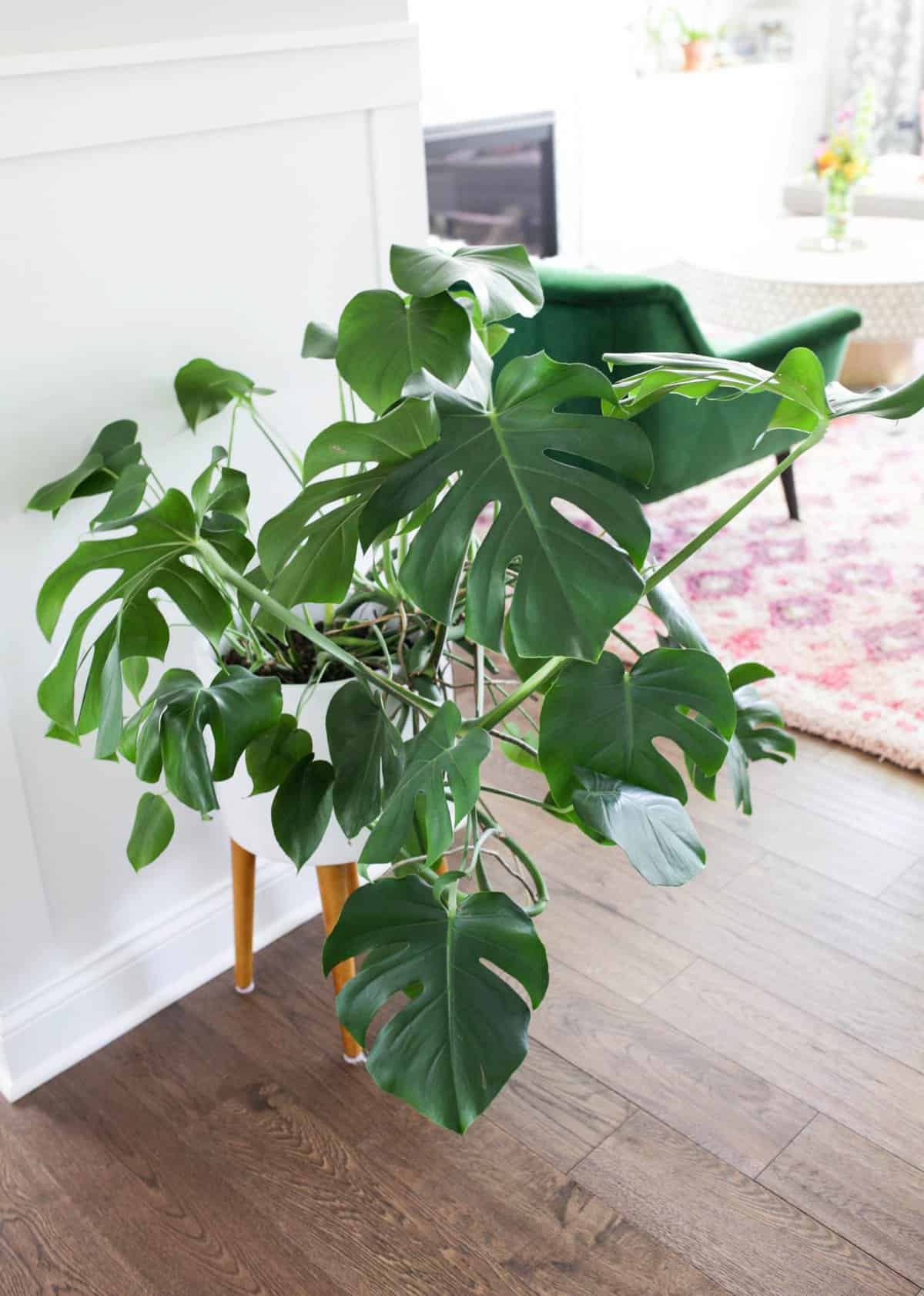 16 Types Of Monstera Care Tips Paisley Plants 16 Types Of Monstera Care Tips Paisley Plants