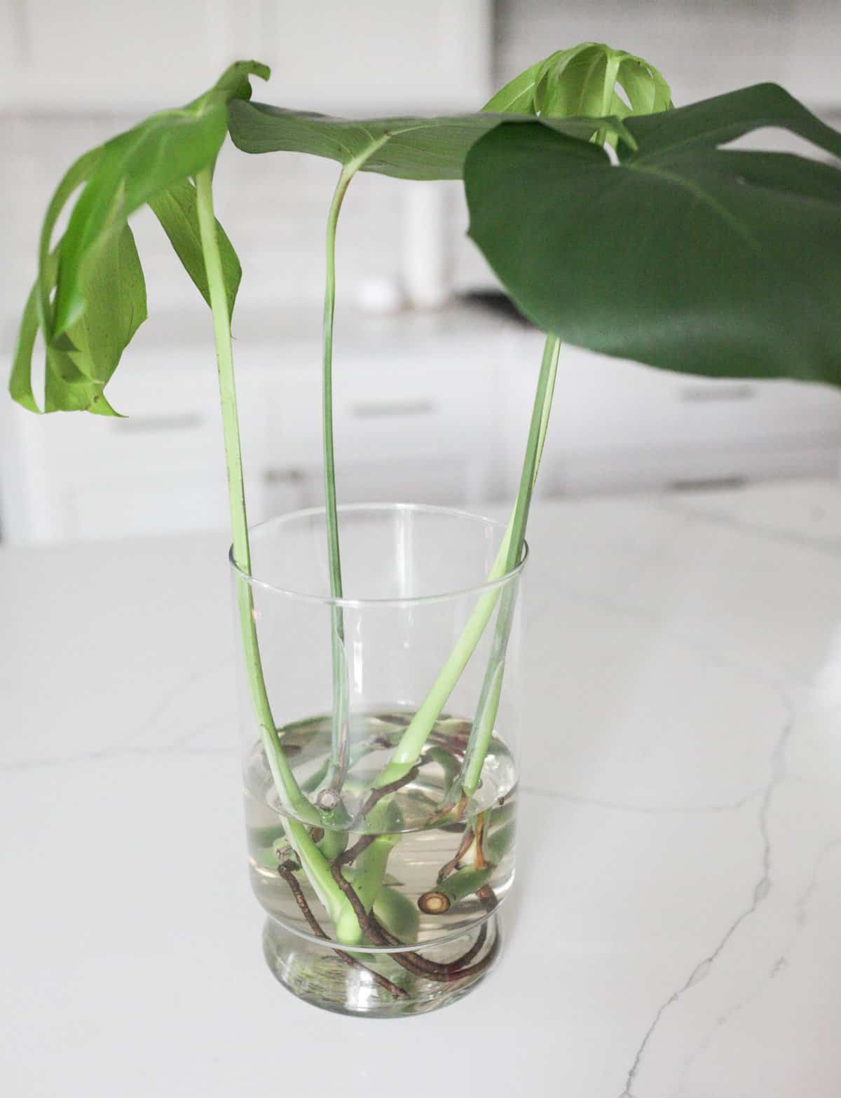 When & How to Repot Monstera - Paisley Plants