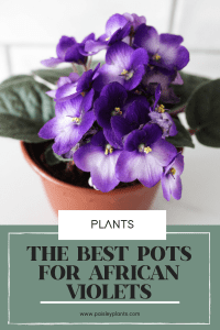 6 Best Pots for African Violets - Paisley Plants