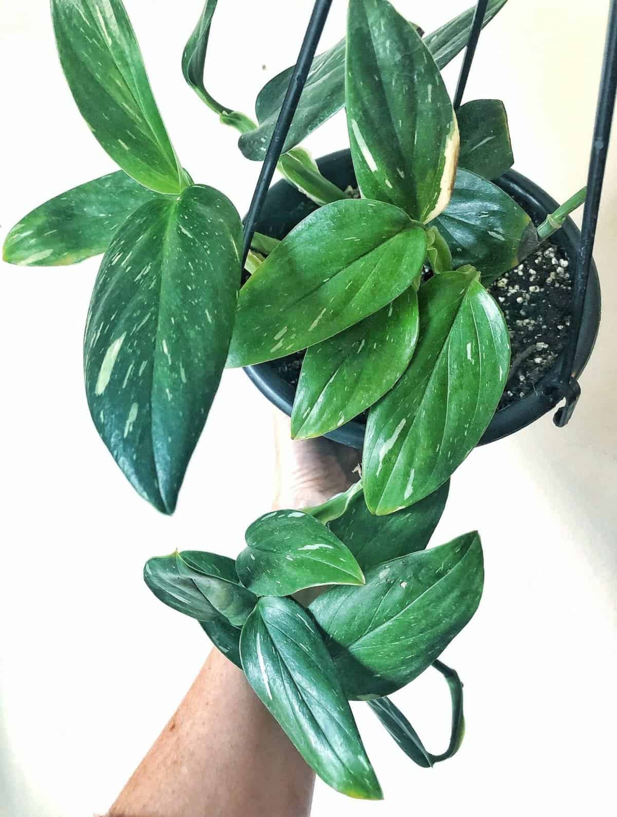 16 Types of Monstera & Care Tips - Paisley Plants