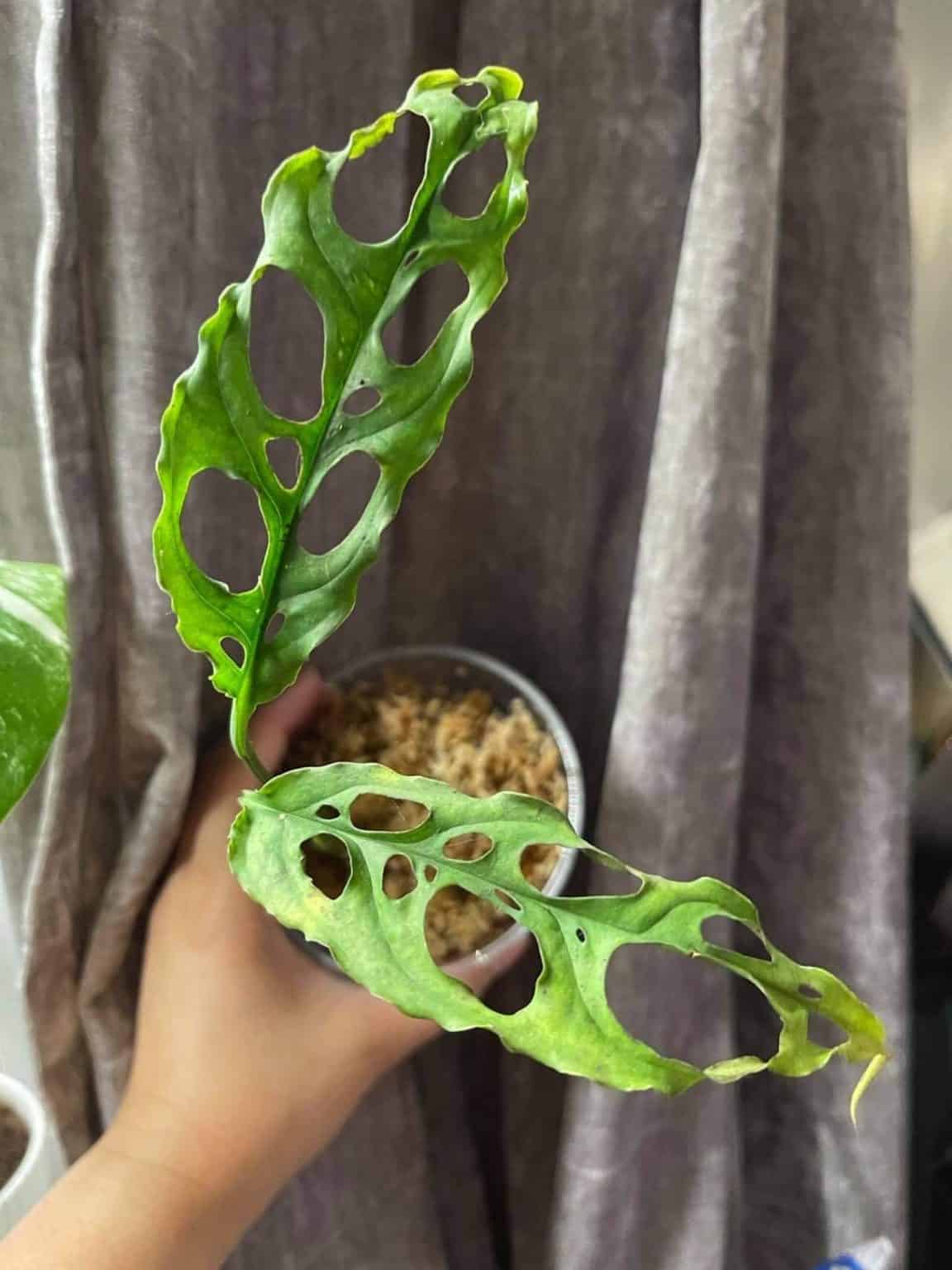16 Types of Monstera | Different Varieties to Grow - Paisley Plants