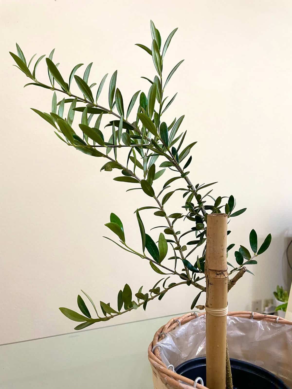 How to Care for Your Olive Tree - Paisley Plants