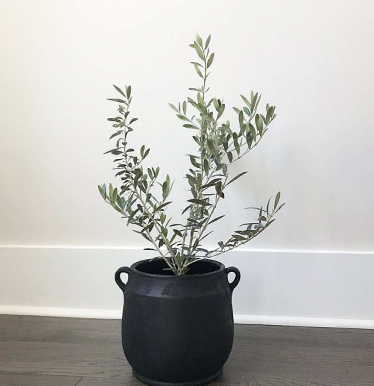 How to Care for Your Olive Tree - Paisley Plants