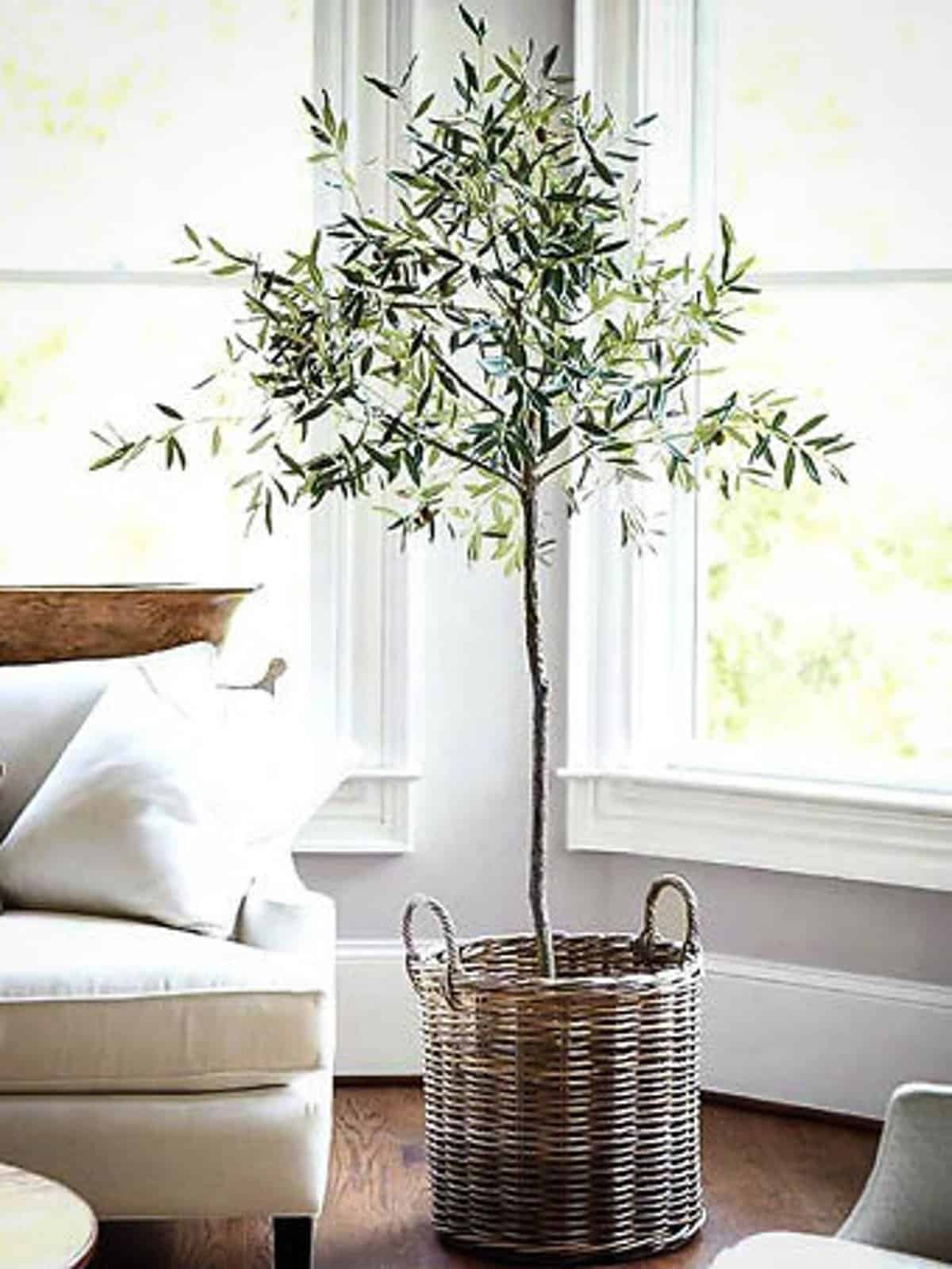 How to Care for Your Olive Tree - Paisley Plants