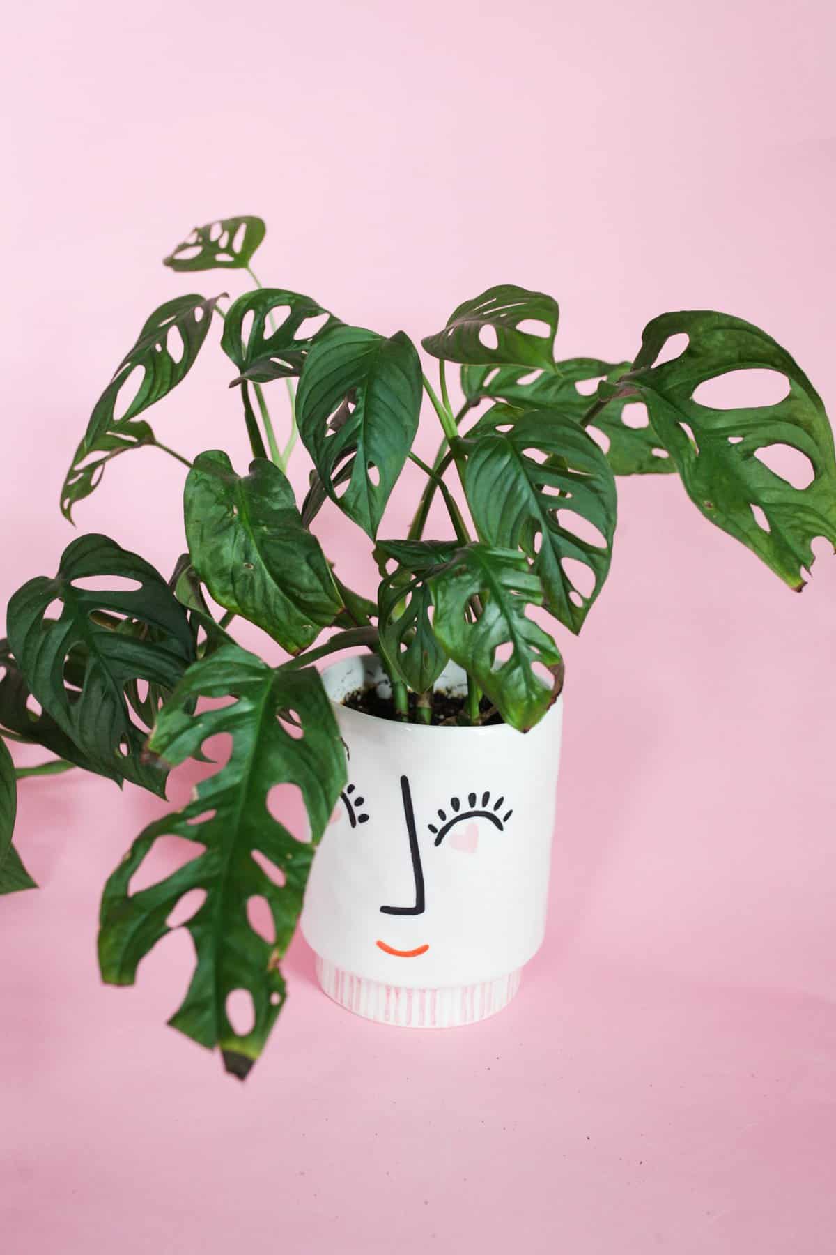 When & How to Repot Monstera - Paisley Plants