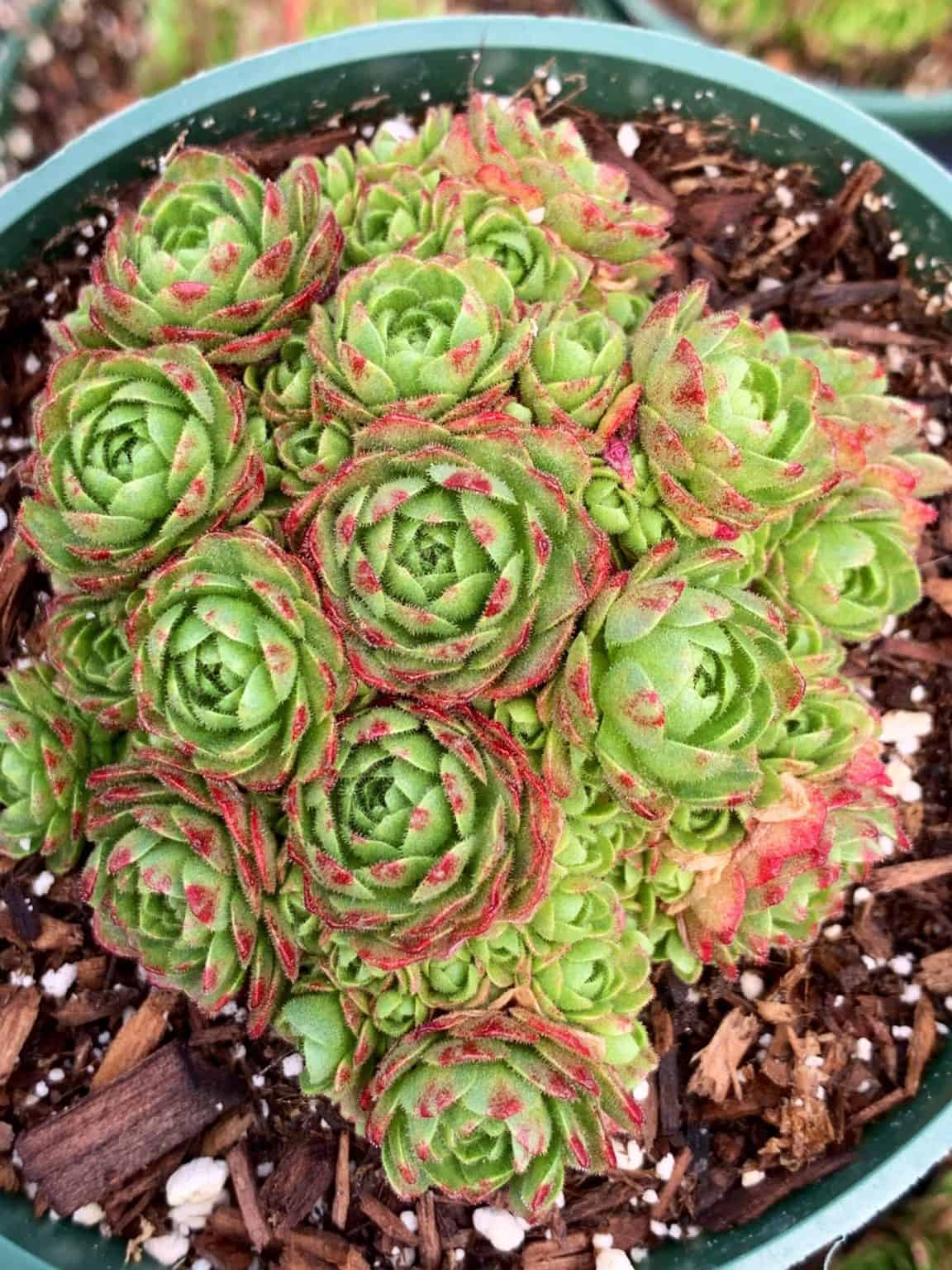 21 Rare Succulent Plants to Include in Your Garden - Paisley Plants
