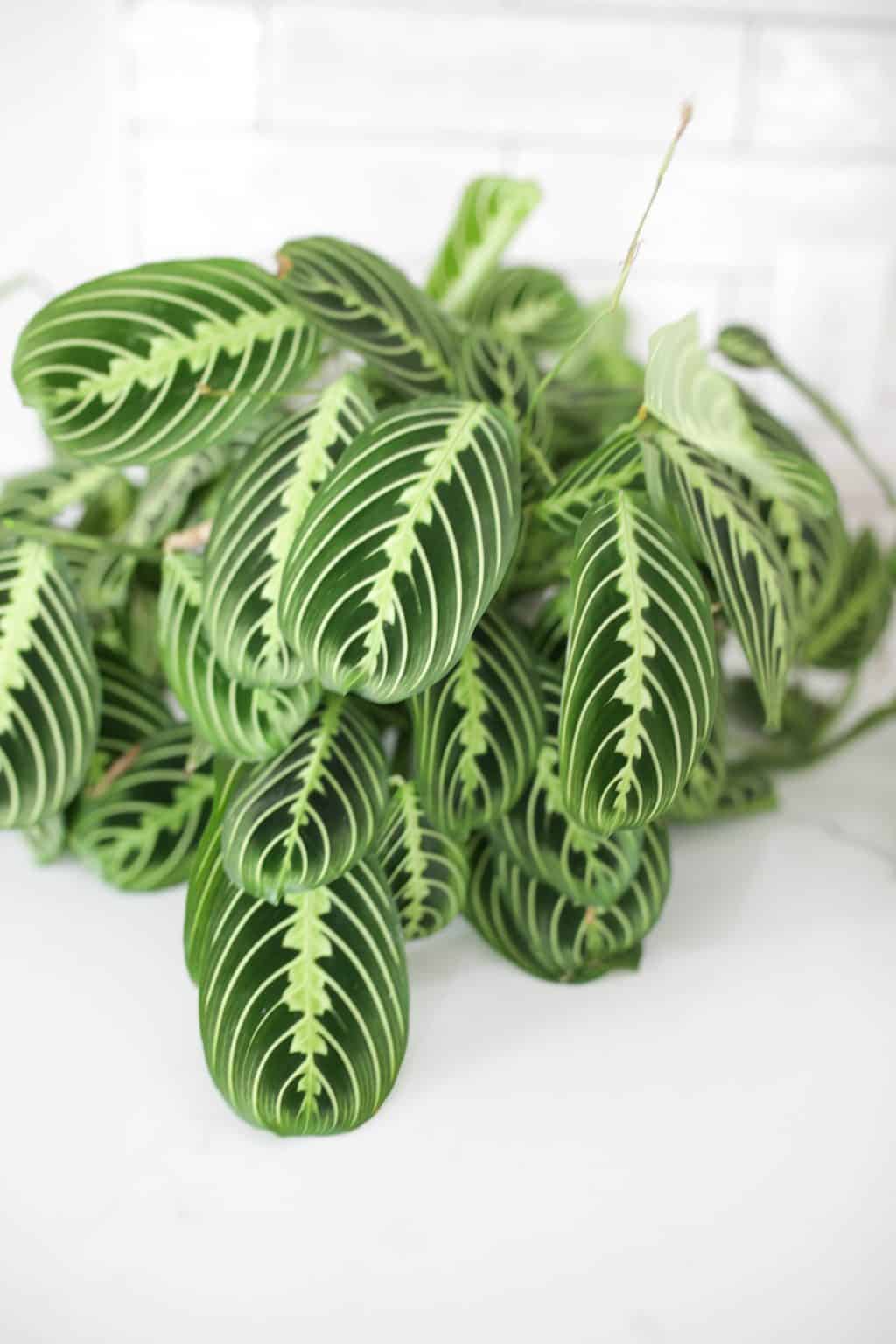 14 Low Light Cats & Pet Friendly Houseplants (+5 To Stay Away From ...
