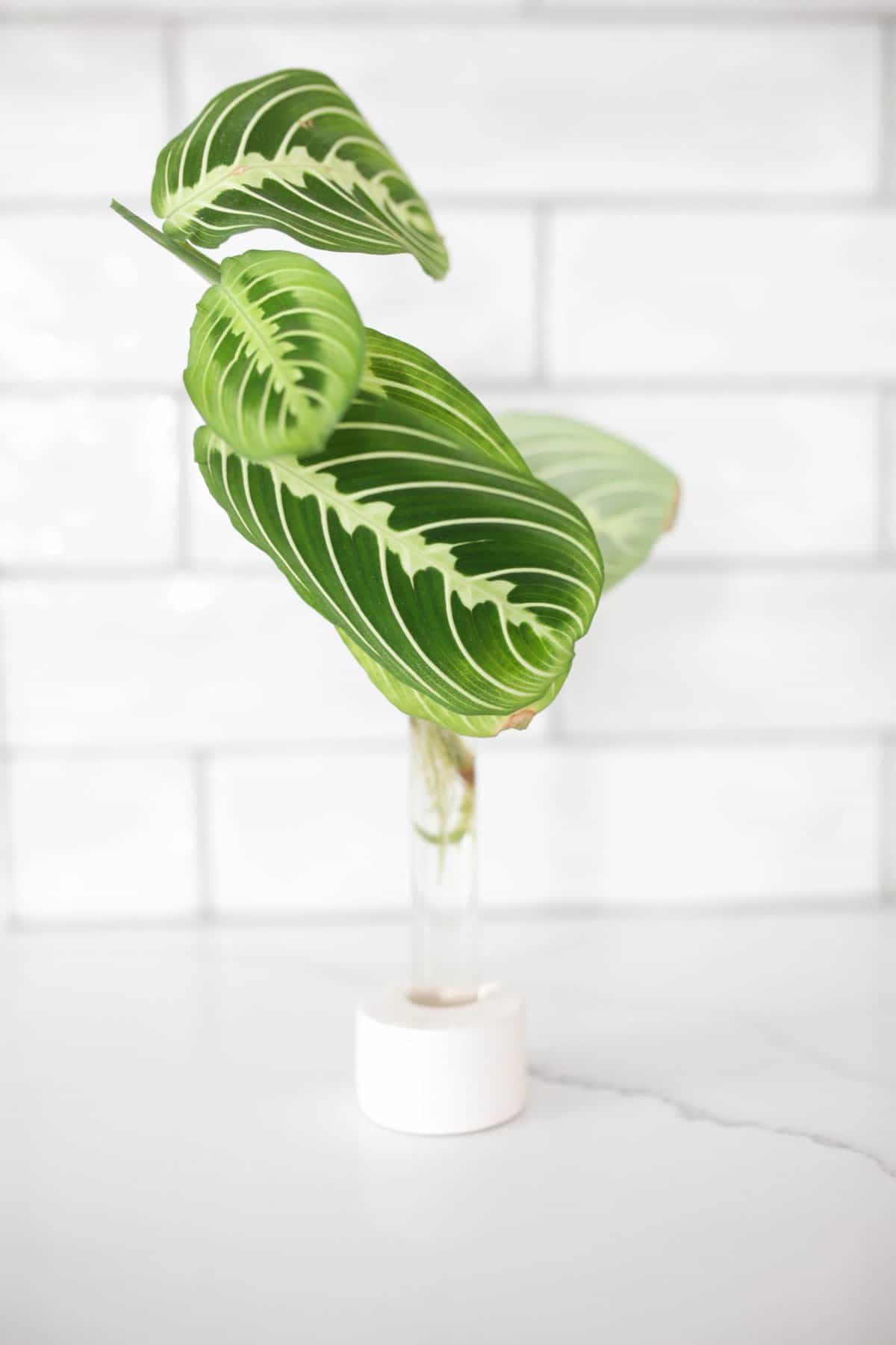 How to Take Care of Your Lemon Lime Prayer Plant - Paisley Plants