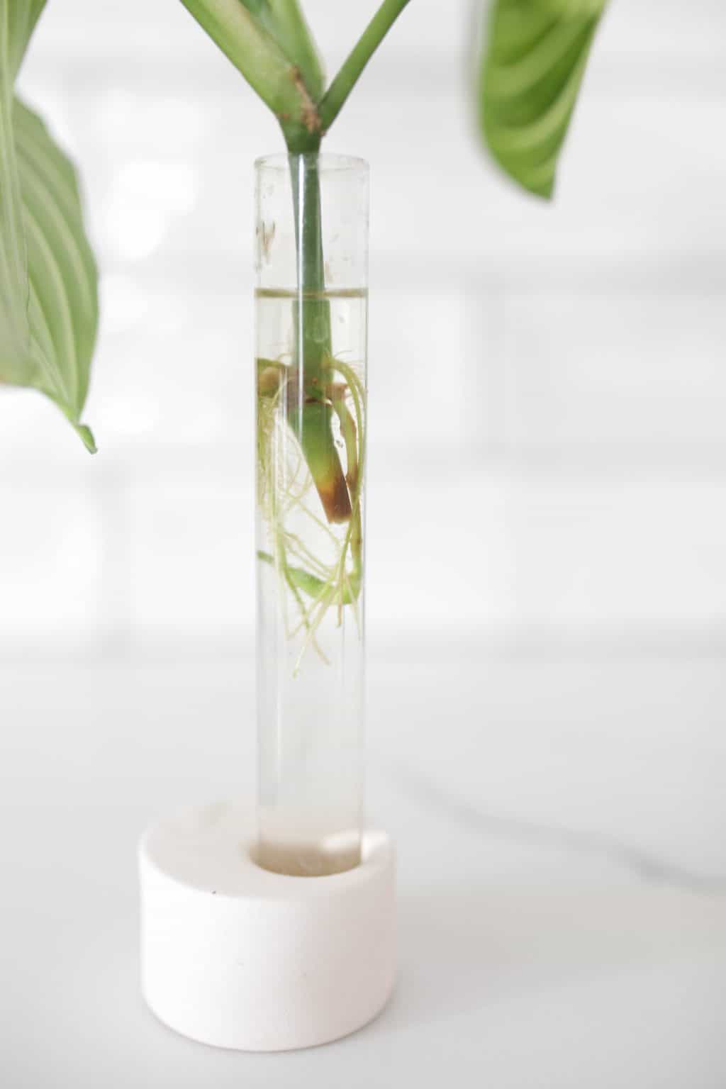 How to Take Care of Your Lemon Lime Prayer Plant - Paisley Plants