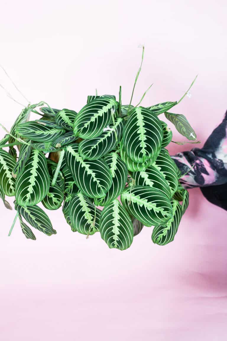 How to Take Care of Your Lemon Lime Prayer Plant - Paisley Plants