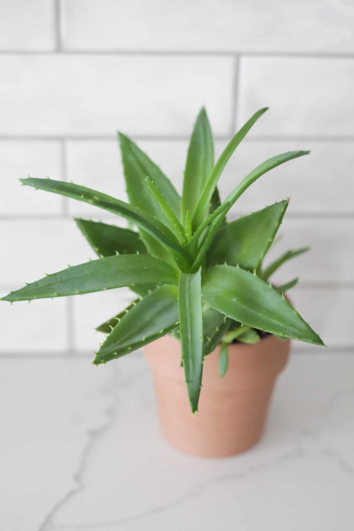 How To Propagate Aloe: A Step-by-Step Guide - Paisley Plants
