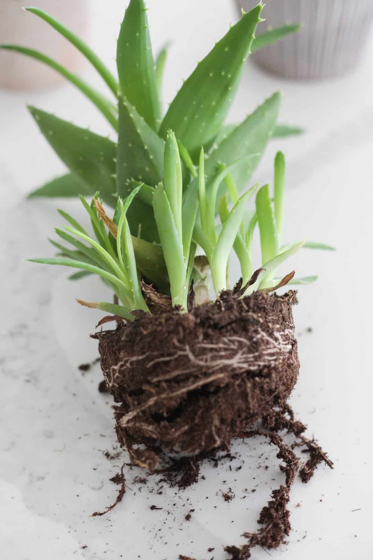 How To Propagate Aloe: A Step-by-Step Guide - Paisley Plants