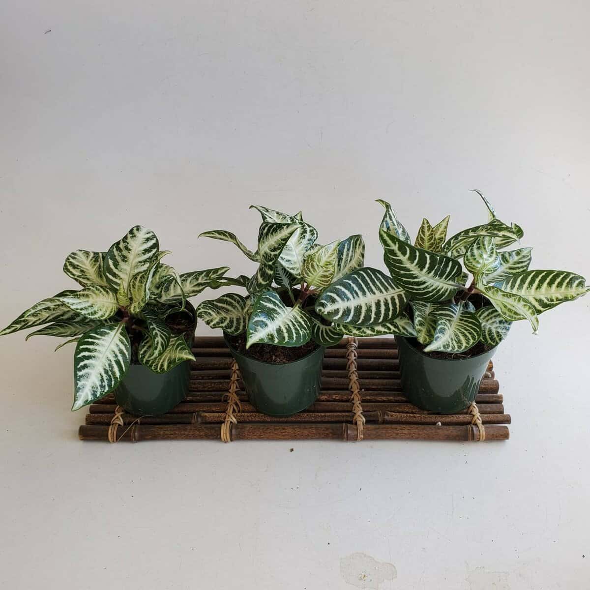 How To Take Care of Your Zebra Plant - Paisley Plants