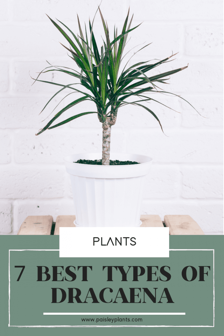7 Best Types of Dracaena for Your Home - Paisley Plants