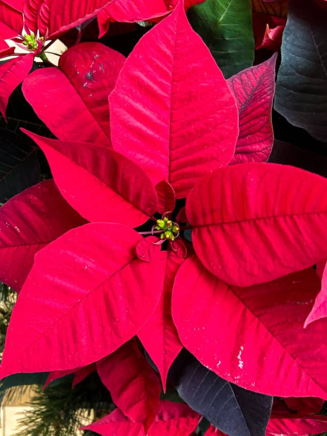Poinsettia Plant Care - Paisley Plants