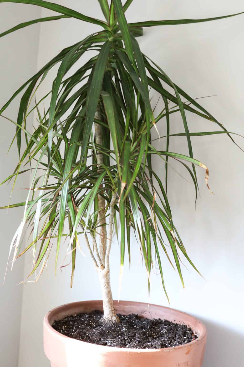 How to Take Care of Dracaena Marginata - Paisley Plants