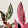 How to Care for Your Triostar Stromanthe - Paisley Plants