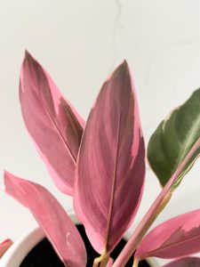 How to Care for Your Triostar Stromanthe - Paisley Plants