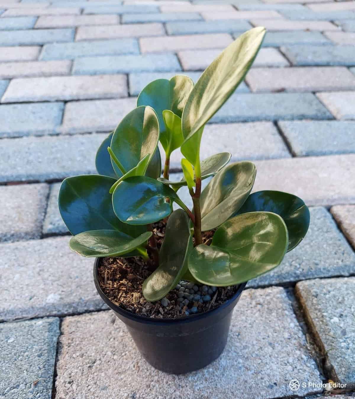 14 Low Light Cats & Pet Friendly Houseplants (+5 To Stay Away From ...