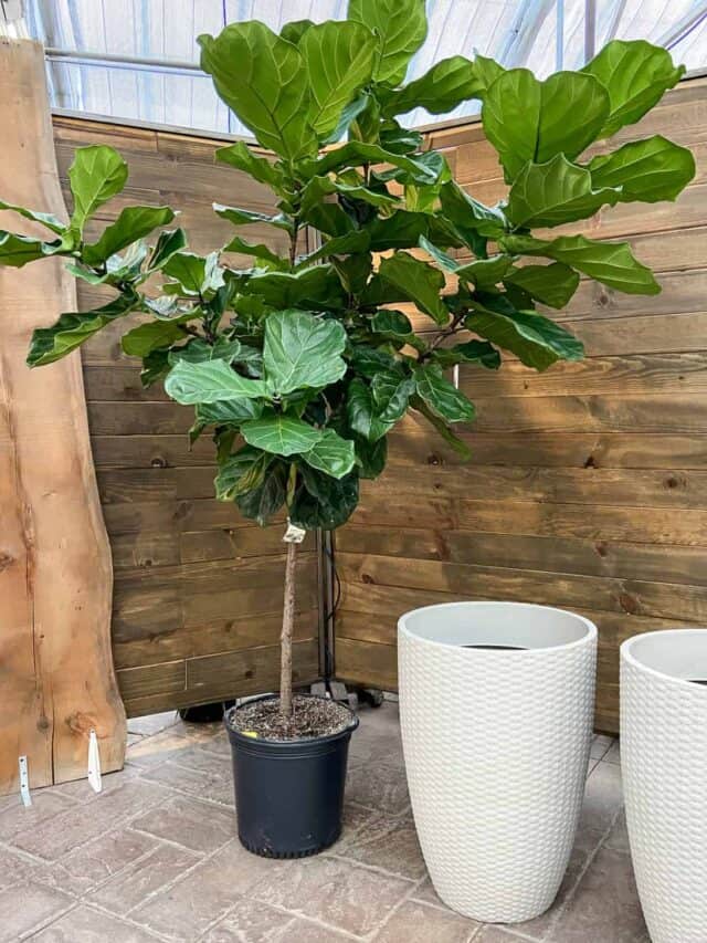 How to Grow a Fiddle Leaf Fig Tree - Paisley Plants
