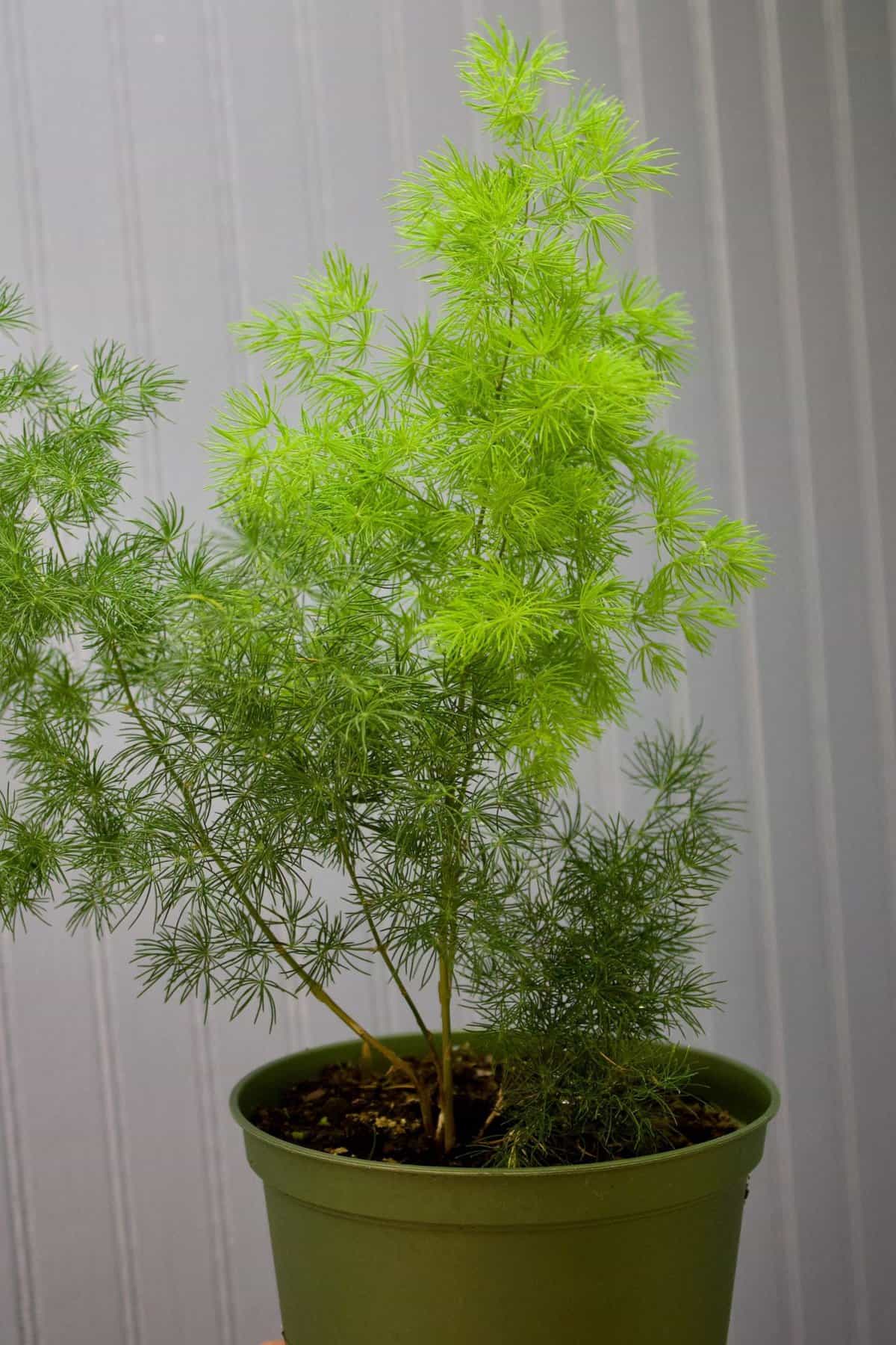 How to Care & Grow an Asparagus Fern - Paisley Plants