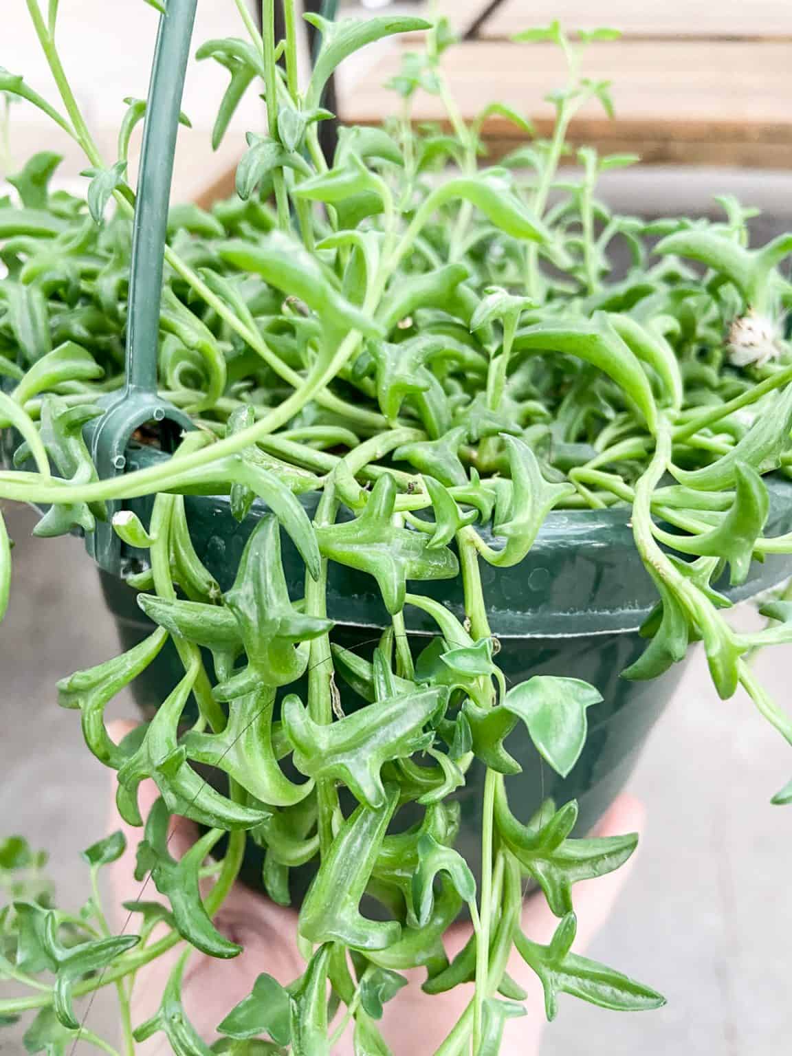 How to Propagate String of Dolphins Plant 2 Ways - Paisley Plants