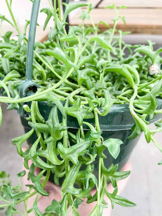 String of Dolphins Plant Care and Growing Guide - Paisley Plants