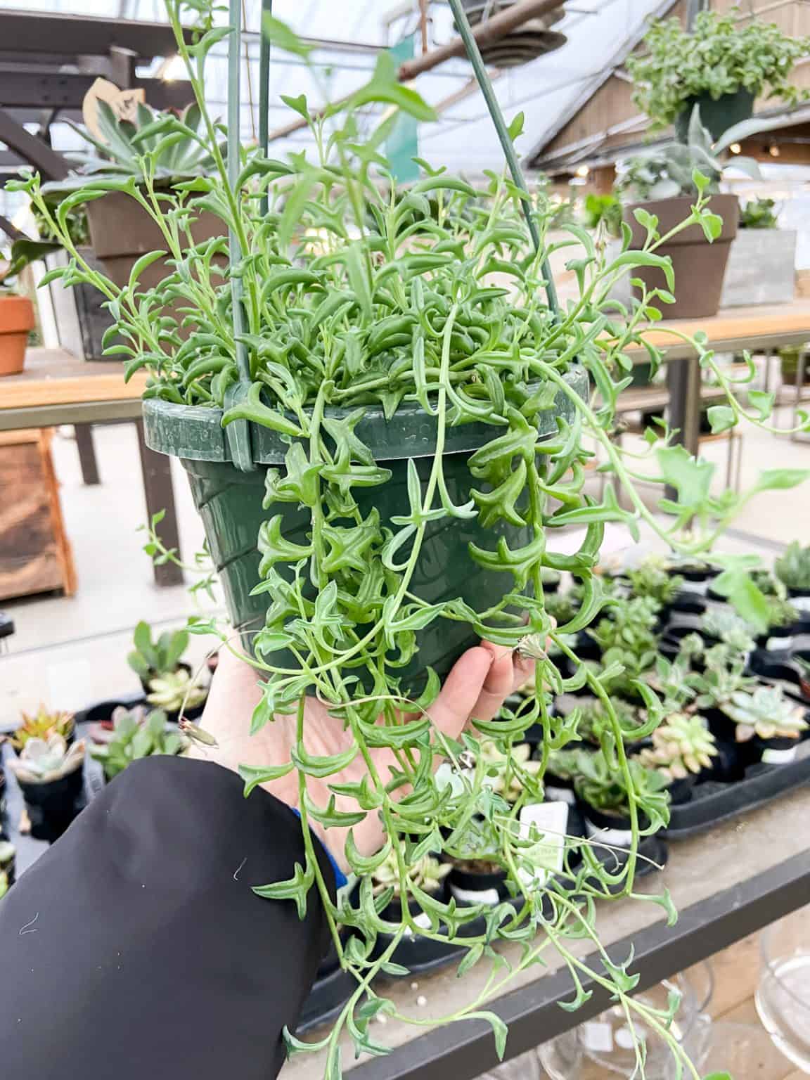 How to Propagate String of Dolphins Plant 2 Ways - Paisley Plants