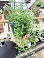 How to Propagate String of Dolphins Plant 2 Ways - Paisley Plants