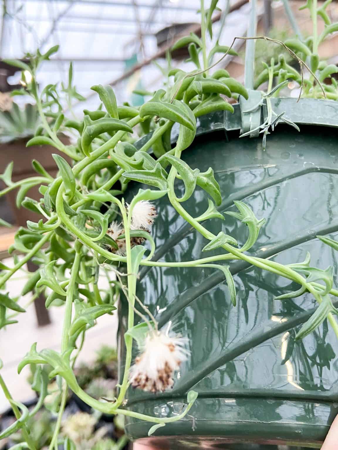 String of Dolphins Plant Care and Growing Guide - Paisley Plants