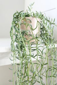 String of Fishhooks Plant Care Tips - Paisley Plants
