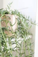 String of Fishhooks Plant Care Tips - Paisley Plants