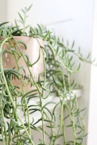String of Fishhooks Plant Care Tips - Paisley Plants