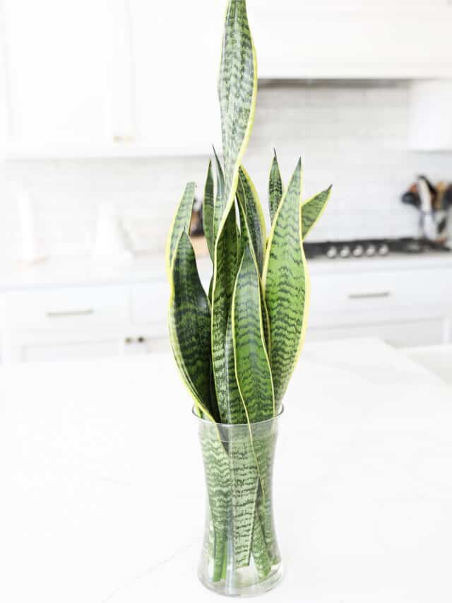 How to Propagate a Snake Plant - Paisley Plants